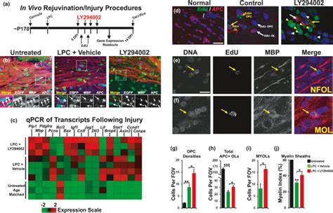 Functional Genomic Analyses Highlight A Shift In Gpr17 Regulated Cellular Processes In