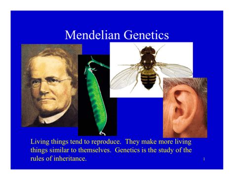 Mendelian Genetics