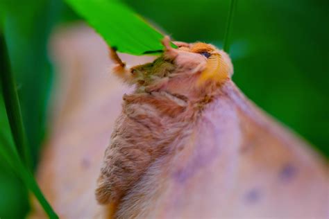 Photography Of The Mouth Legs And Abdomen Of A Moth When Perched On