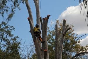 About Us Arborist Gold Coast And Logan Aussie Tree Care