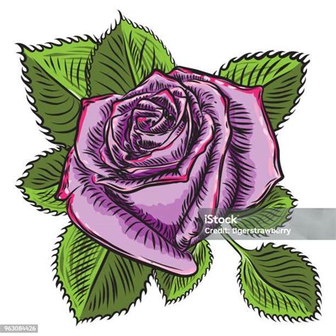 장미 꽃 머리 새싹 및 녹색 잎을 엽니다 흰색 배경에 고립 벡터입니다 개화기에 대한 스톡 벡터 아트 및 기타 이미지 개화기 고풍스런 그림 그리기 Istock