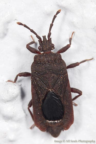 Brachyrhynchus Brachyrhynchus Membranaceus Bugguide Net