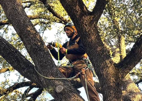 Tree Cabling Service Dallas Tx Arborist Usa