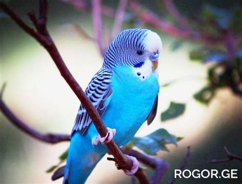 როგორ დაიბრუნოთ თუთიყუში თუ გაგიფრინდათ Rogor Ge