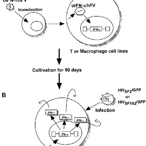 Schematic Representation Of Oifn τhfv And Hivgfp Constructs A