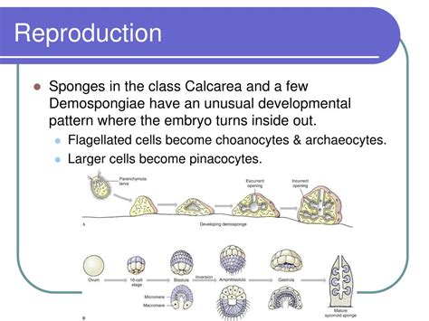 Ppt Sponges And Placozoans Powerpoint Presentation Free Download