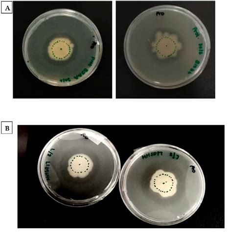 Figure 1 From Screening Of Bacillus Spp Bacterial Endophytes For