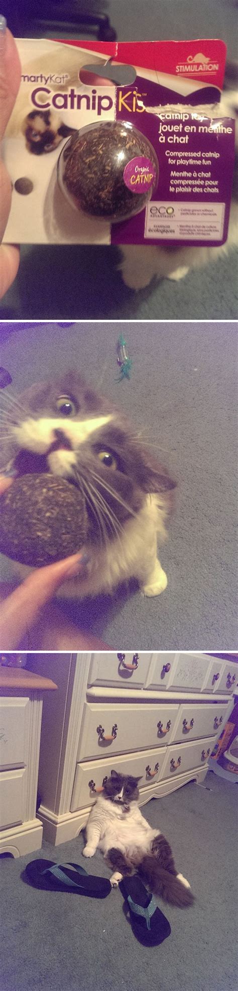 Times Cats Found Catnip And Cat Exe Stopped Functioning Bored Panda