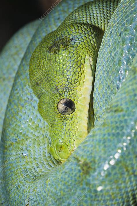 Green Tree Python Stock Image C0086981 Science Photo Library