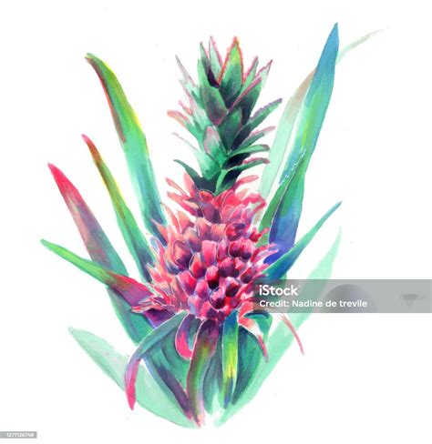 흰색 배경에 격리 된 수채화 핑크 파인애플 아나나스 핑크 파인애플 꽃 손으로 그린 수채화 일러스트 디자인과 책을 위한 식물 도면 0명에 대한 스톡 벡터 아트 및 기타 이미지