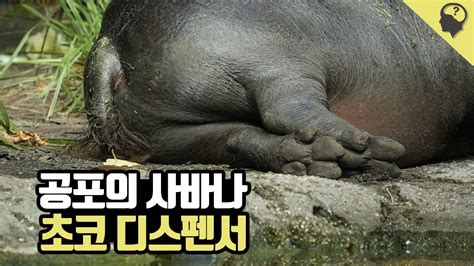 거대한 덩탱크를 가진 하마의 배설물 이야기 Youtube