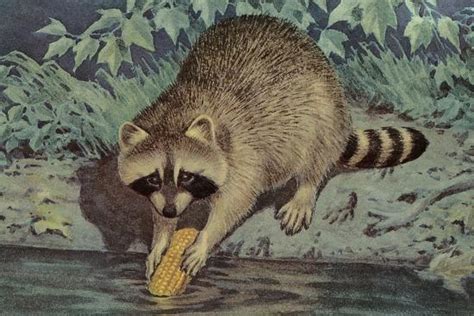 Raccoon Washing Corn Art