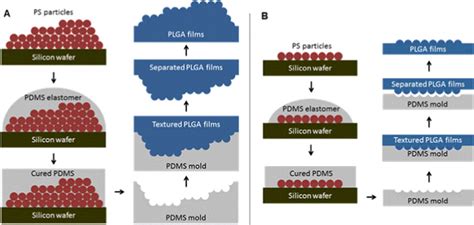 A Schematic Representation For Preparation Of The Plga Films Surface