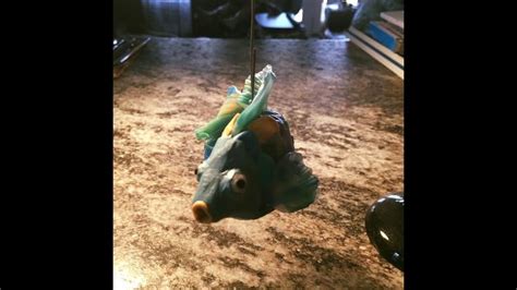 How To Polymer Clay Koi Part 2 Koi Polymer Clay Clay