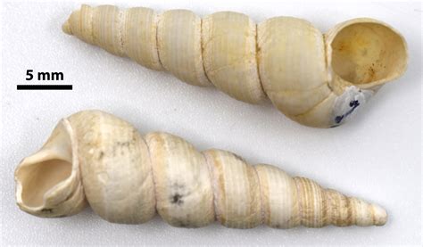 Fossils Of The Paleozoic Phylum Mollusca The Bivalves And Gastropods Laboratory Manual For