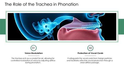 Top 10 Ppt On Respiratory System Powerpoint Presentation Templates In 2026