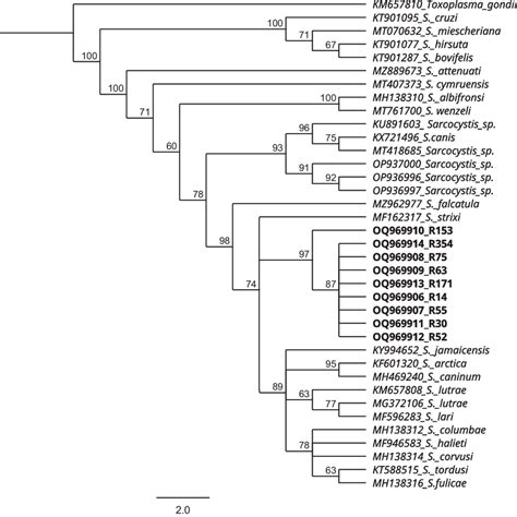 Phylogenetic Tree Based On Coxi Sequences Using The Neighbor Joining Download Scientific