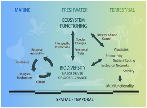 Revisiting Biodiversity And Ecosystem Functioning Through The Lens Of