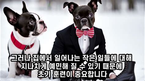 보스턴 테리어 강아지의 역사 성격 특징에 관한 꿀 팁 Youtube