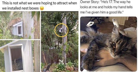 Welcoming This Meowtastic Caturday In The Purrfect Way With The Funniest Cat Memes Of The Week