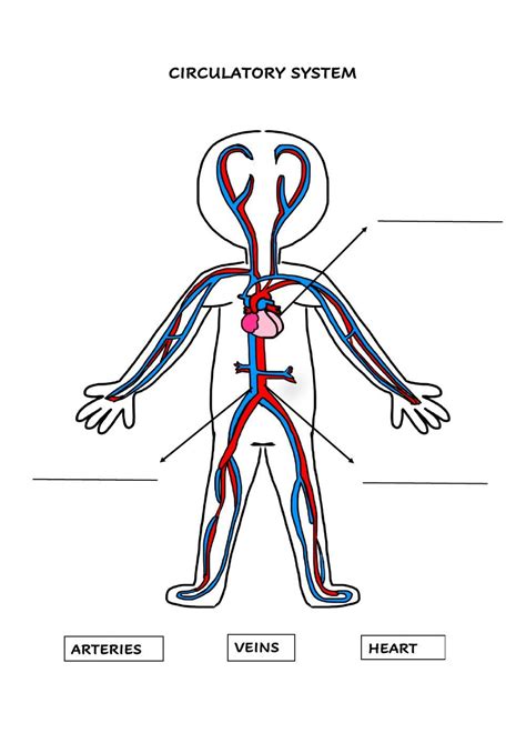Circulatory System 2º worksheet Live Worksheets Worksheets Library