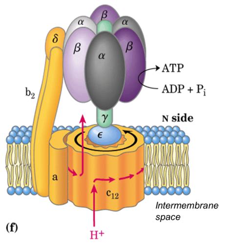 Mitochondrial Respiratory Chain And Oxidative Phosphorylation Flashcards Quizlet