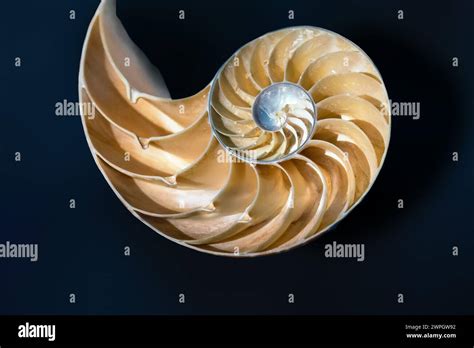 Emperor Nautilus Shell Interior Nautilus Pompilius Seashell Stock