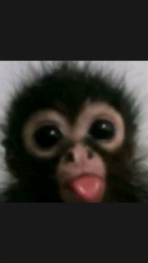 Pin By M Morales On Monke In 2024 Monkeys Funny Monkey Pictures
