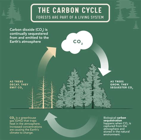 Carbon Dioxide Cycle Definition