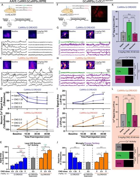 Figures And Data In Microglial Calcium Signaling Is Attuned To Neuronal Activity In Awake Mice