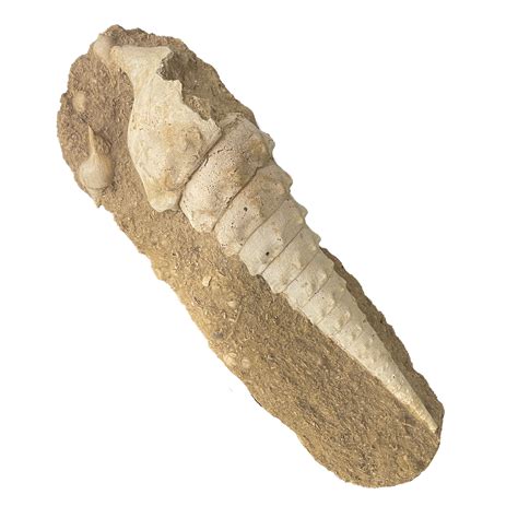 Shell Fossils Unique Prehistoric Marine Finds Art By God