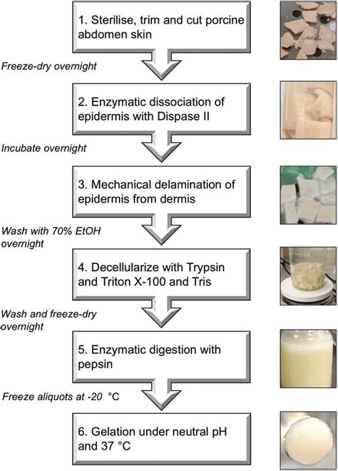 Overview Of The Porcine Skin Decellularized Ecm Protocol 1 Fresh Download Scientific Diagram