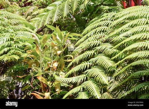 Leaf Background Texture Pattern Stock Photo Alamy