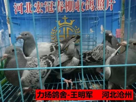 力扬鸽舍 王明军 Zimgs