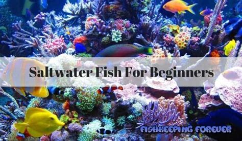 Saltwater Fish For Beginners Are You Setting Up Your First Saltwater