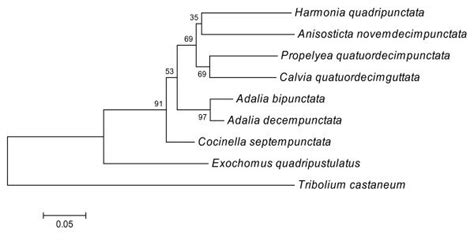 Phylogenetic Relationships Of The Coccinellid Beetle Species Derived