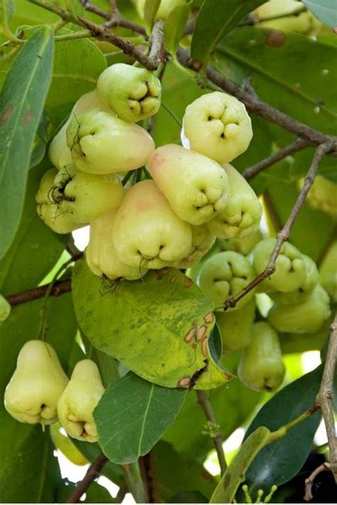 Best Images About Fruits On Trees On Pinterest Prunus South America And A Fruit