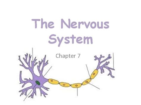 The Nervous System Chapter 7 The Nervous System
