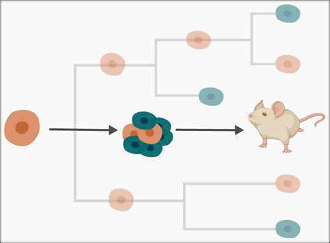 Computational Tool From Single Cells To Tissues And Whole Organisms