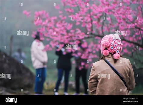 The Woman Was Enjoying Watching The Cherry Blossom Sakura Blooming Only Once A Year On The High