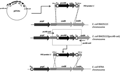 Schematic For Chromosomal Engineering Using Lambda Red Recombination