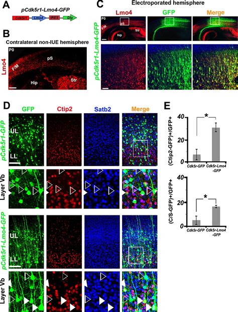 Area Specific Development Of Distinct Projection Neuron Subclasses Is Regulated By Postnatal