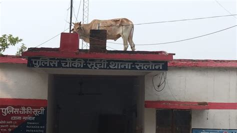 Bull Climbs On A Police Outposts Roof In Ups Rae Bareli Creates Chaos Viral Trending
