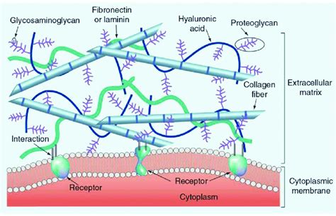 Model Of Complex 3d Structure Of The Natural Extracellular Matrix And Download Scientific