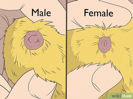 How To Determine The Sex Of A Chicken A Comprehensive Guide