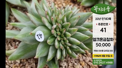 8월31일 번개영상 철화데이금무지모둠 보너스꼭지가 추천하는 핫한 금다육 Youtube