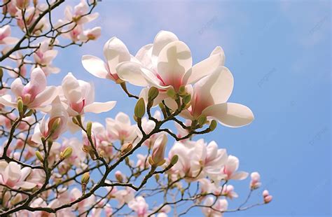 푸른 하늘 아래 피어난 목련 나뭇가지 꽃 나무 배경 일러스트 및 사진 무료 다운로드 Pngtree