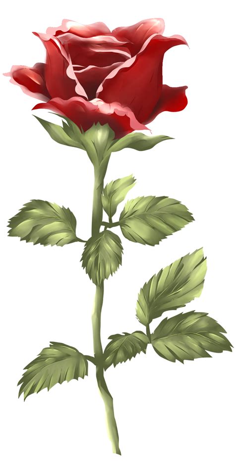 Red Rose Png Png All