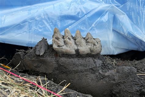 Complete Mastodon Jaw Fossil Found In New York Backyard