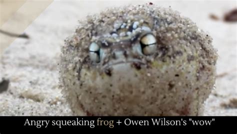 Angry Squeaking Frog Owen Wilsons Wow Alltop Viral